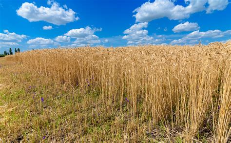 푸른 하늘과 구름 여유 공간이있는 햇빛에 황금 밀과 수염 푸른 하늘 배경 아래 잘 익은 밀 필드의 스파이크 농업 농업 농업 배경 수확 개념 0명에 대한 스톡 사진 및 기타