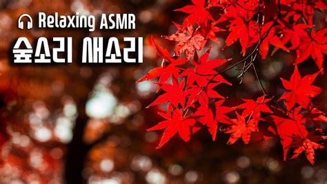 한국의 아름다운 단풍 풍경과 숲소리 새소리 Asmr • 힐링 휴식 수면 집중 Youtube