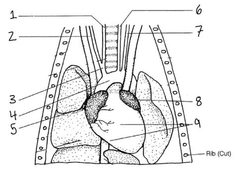 Rat Anatomy Circulatory System Bio 315 Flashcards Quizlet