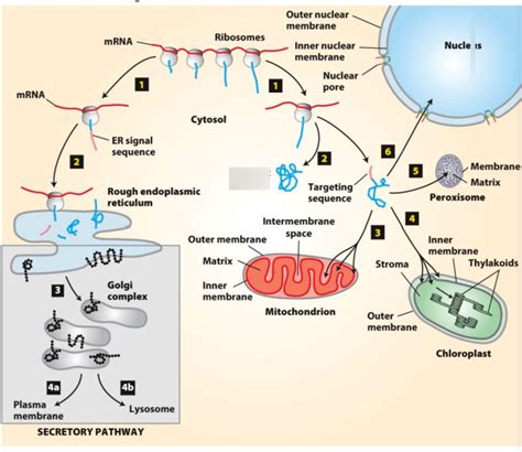 Cell Bio 3 Diagram Quizlet