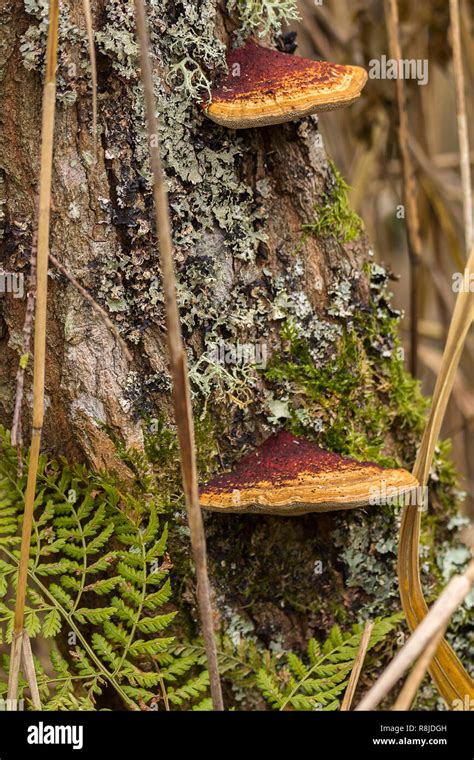 Tree Fungi Stock Photos Tree Fungi Stock Images Alamy