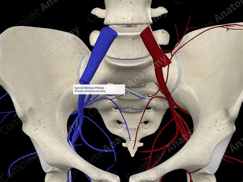 Sacral Venous Plexus Complete Anatomy