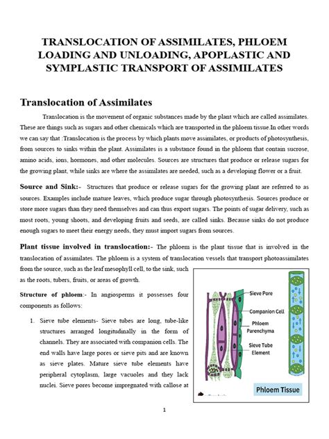 Unit 4 Phloem Loading And Unloading Pdf Morphology Biology Cell
