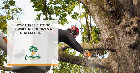 How A Tree Cutting Service Recognizes A Stressed Tree