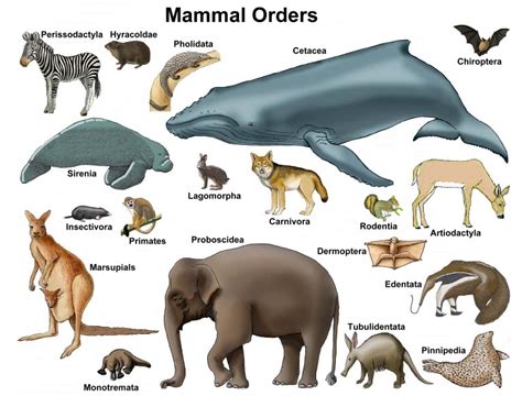 Mammals