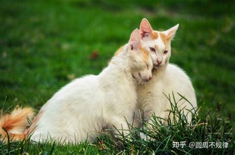 猫咪在交配时，别强行分开它们，不然它们会受伤 知乎