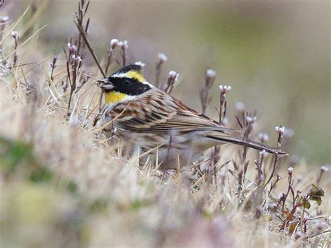 観察メモ野鳥紀ミヤマホオジロ