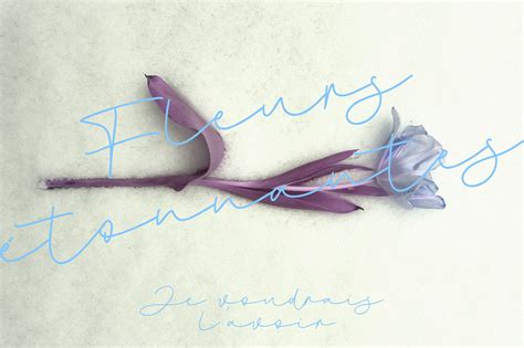 Classyloop Elegant Monoline Script Font On Behance