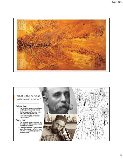 Biopsychology Neurons Action Potentials And Nervous System Insights