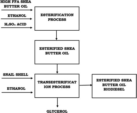 modeling and optimization of two step shea butter oil biodiesel synthesis using snail shells as