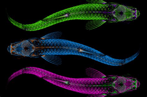 All For One One For All Bringing Heterogeneous Computing Power To