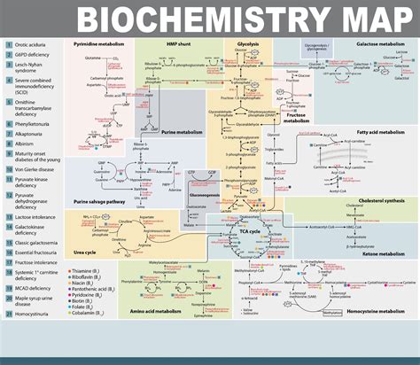 Orotic Aciduria Usmle