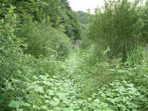 国道114号 大柿ダム旧道 in ダム底 その2