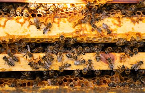 Bees On A Frames In A Hive Stock Image Image Of Beekeeper 252250733