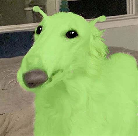 Alien Doggy
