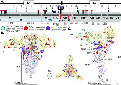 Fipv 1 Spike Spike 1 Domain Map And Tertiary Structure Highlighting