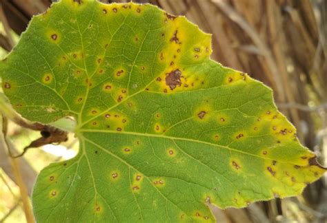 Cercospora Leaf Spot Scouting Guides For Problems Of Vegetables