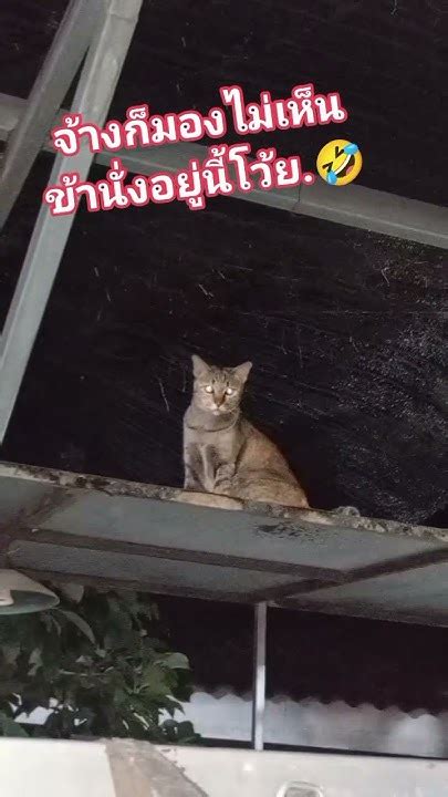 แมวน้อยแสนซน แมวน้อยประจำบ้าน😁😁😁 Youtube