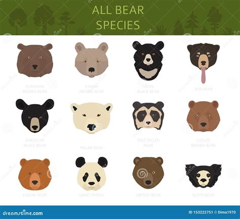 Toda La Especie Del Oso Del Mundo En Un Sistema Lleva La Colecci N