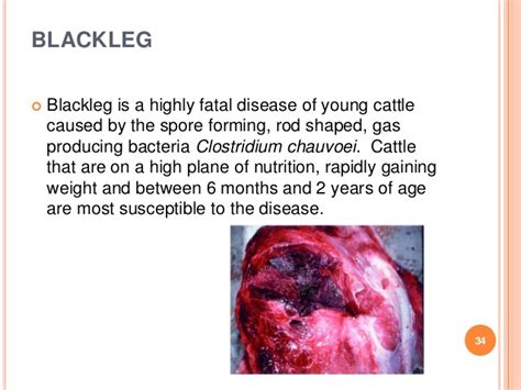 Blackleg In Cattle Is Usually Fatal An Ounce Of Preventionvaccinate Nc Cooperative Extension