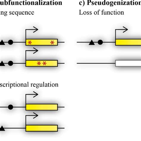 Overview Of Paralogous Genes Involved In Eye Development Download