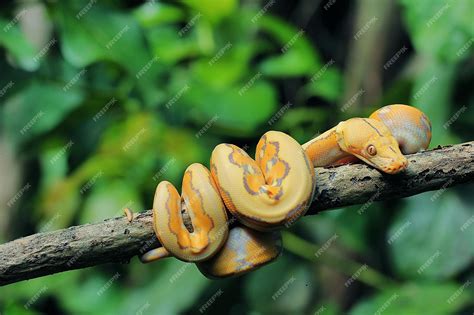 Python Réticulé Est Une Espèce De Python Originaire Dasie Du Sud Et Du