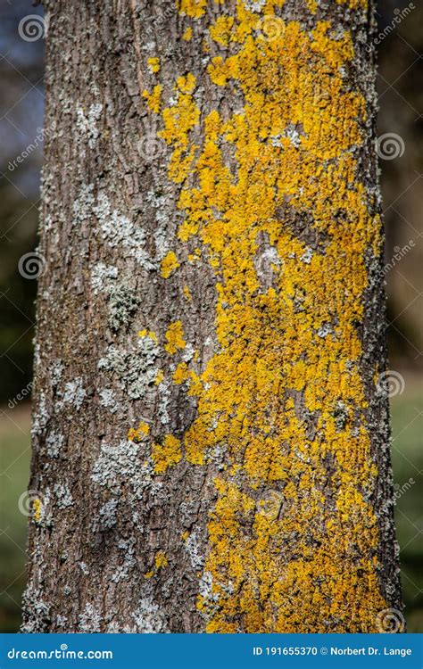 Baum Algen Stock Fotos - Freie & Royalty-Free Stock Fotos von Dreamstime