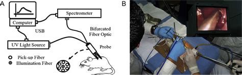 Diffuse Reflectance And Fluorescence Spectroscopy System Setup A