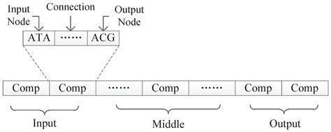 Neural Network Evolving Algorithm Based On The Triplet Codon Encoding