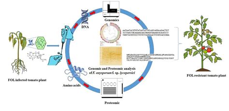 Figure 2 From Fusarium Oxysporum F Sp Lycopersici Causal Agent Of Vascular Wilt Disease Of