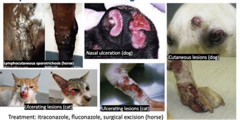 Sq Deep And Systemic Mycoses Flashcards Quizlet