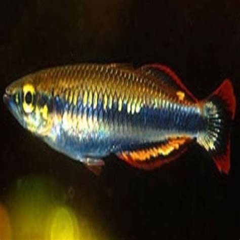 Madagascar Rainbow Best