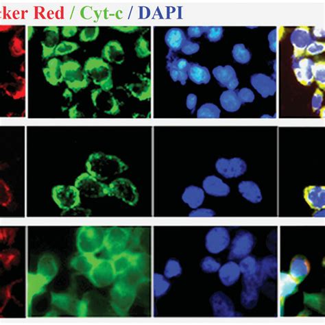 Release Of Cytochrome C From Mitochondria In Sk Ov 3ddp After The