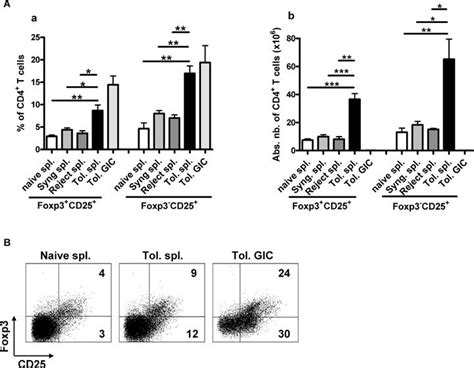 High Percentage And Absolute Number Of Foxp3cd4cd25 And