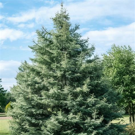 The Best Heat Tolerant Trees Rhythm Of The Home