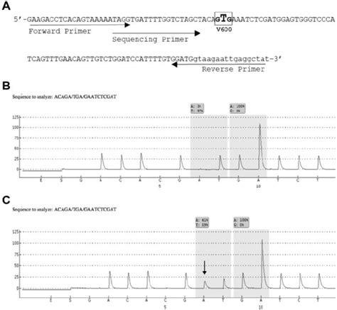 Braf Primer Design And Representative Pyrograms A The Modified