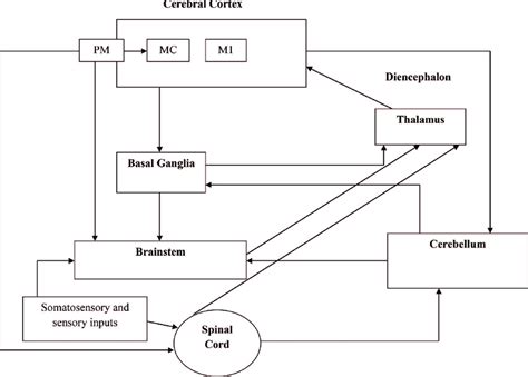 Schematic Representation Of Nervous Control Of Human Movement PM Download Scientific Diagram
