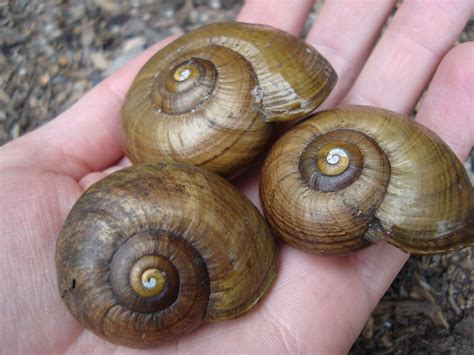 Free Photo Snail Shell Animal Closeup Nature Free Download Jooinn