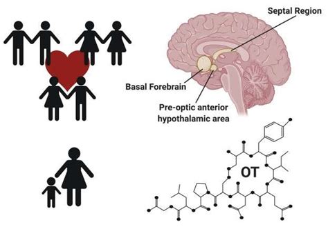 The Social Behavior Neural Network Adapted From Smith Et Al 2019a