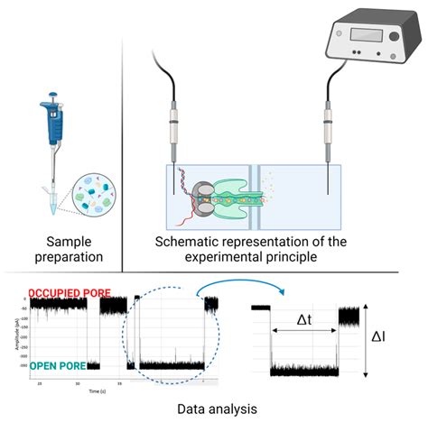 Schematic Representation Of The Nanopore Experimental Protocol First Download Scientific