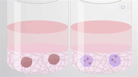 Video Определение роли нейтрофилоподобных клеток в чувствительности клеток лимфомы к
