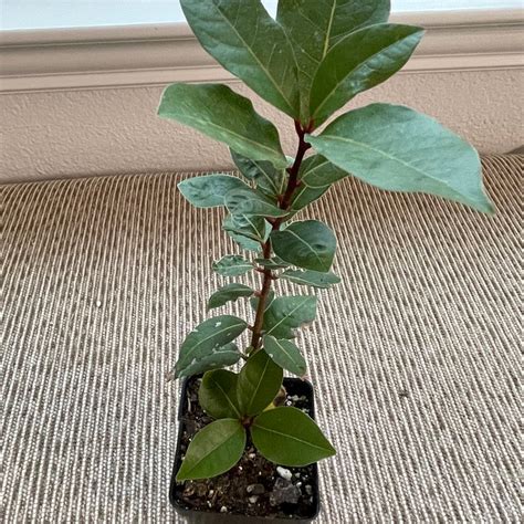 Bay Leaf Tree Plant Live Etsy