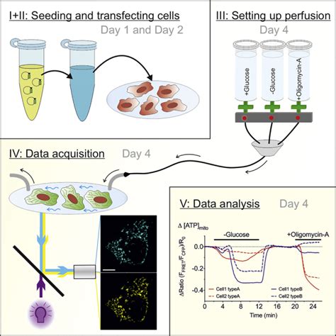 Metabolic Profiling Of Single Cancer Cells Using Mitochondrial Atp