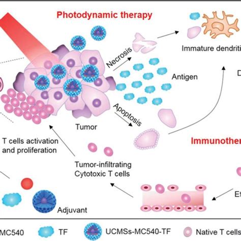 Large‐pore Mesoporoussilicacoated Upconversion Nanoparticles As