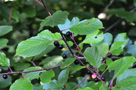 Deciduous Shrubs Flashcards Quizlet