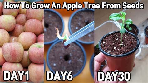 Eng Sub 사과 사 먹고 공짜로 모종 얻는 방법 ㅣhow To Grow An Apple Tree From Seeds Youtube