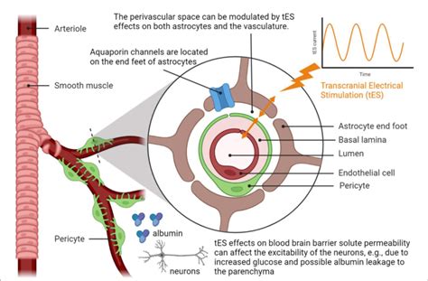 Figure Transcranial Electrical Stimulation Can Acutely Modulate