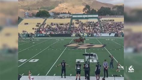 Cal Polys Mustang Mascot Retires After 12 Years