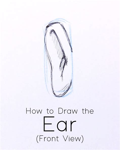 How To Draw Ears Front View