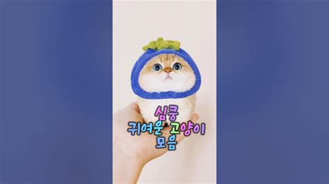 심쿵 귀여운 고양이 모음 고양이 고양이영상 고양이브이로그 Cat 반려묘 고양이일상 Youtube